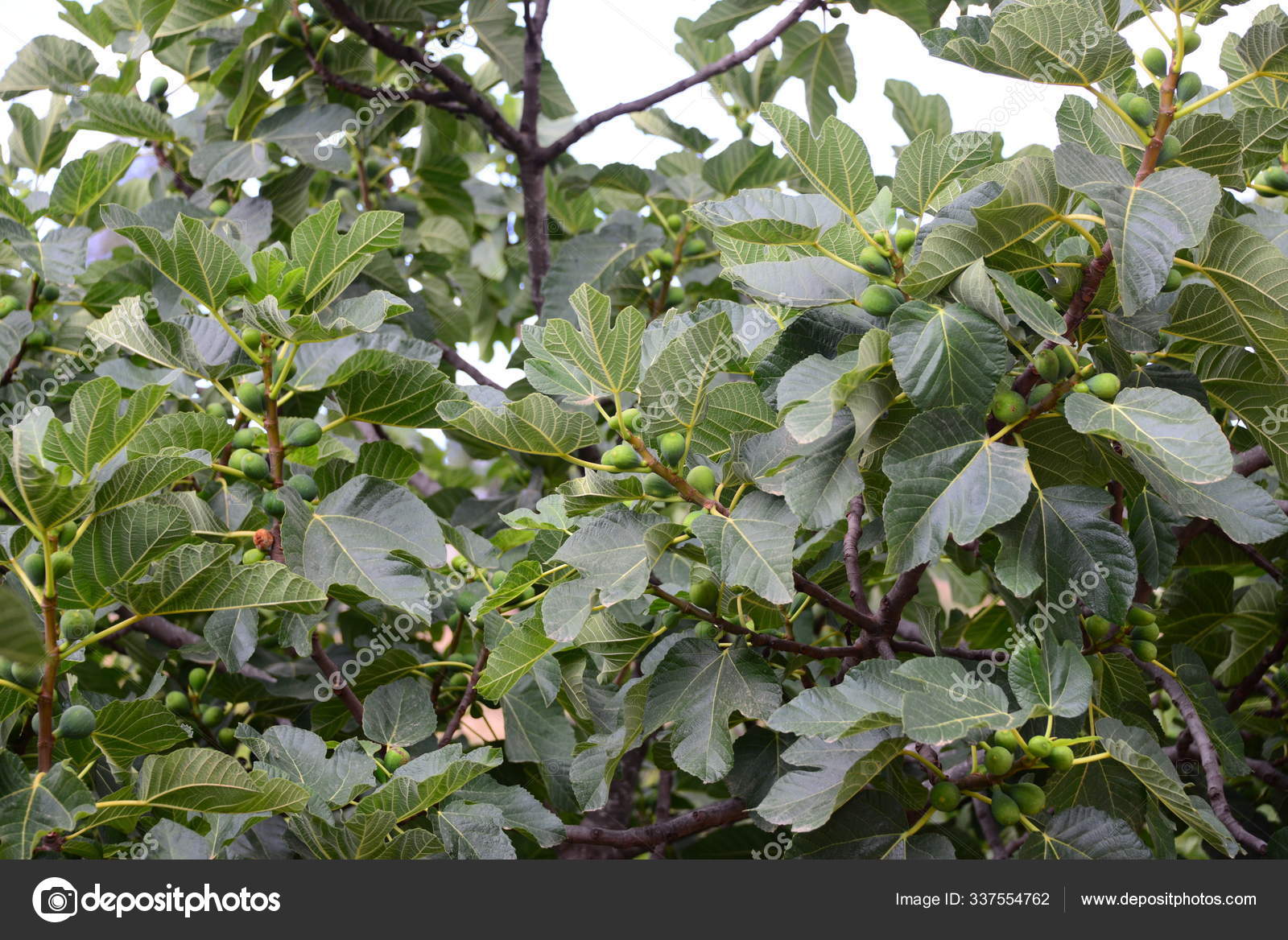 Higos Los Árboles Árboles Frutales Con Ramas Hojas — Foto de stock ...