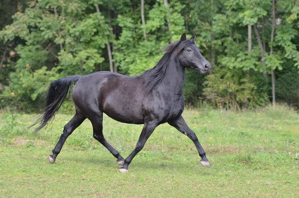 Morgan horse Stock Photos, Royalty Free Morgan horse Images | Depositphotos