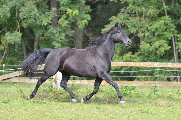 Morgan horse Stock Photos, Royalty Free Morgan horse Images | Depositphotos