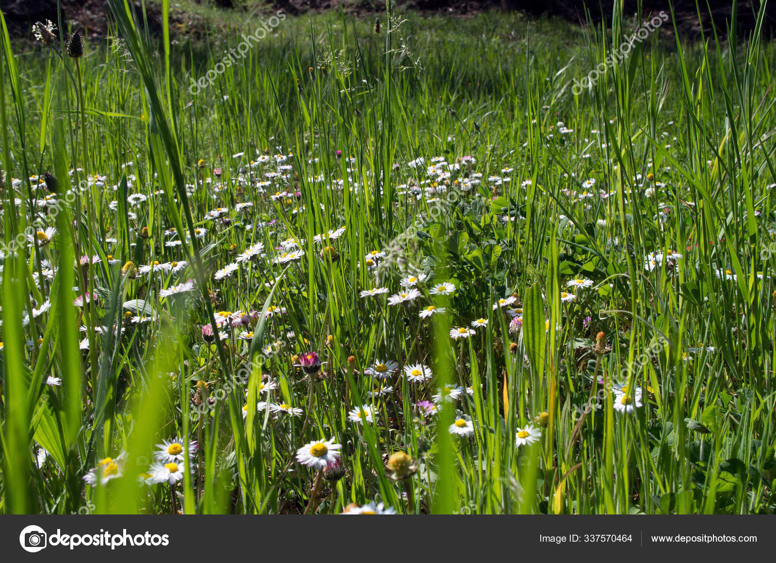 Meadow Open Habitat Field Vegetated Grass Herbs Other Non Woody — Stock ...