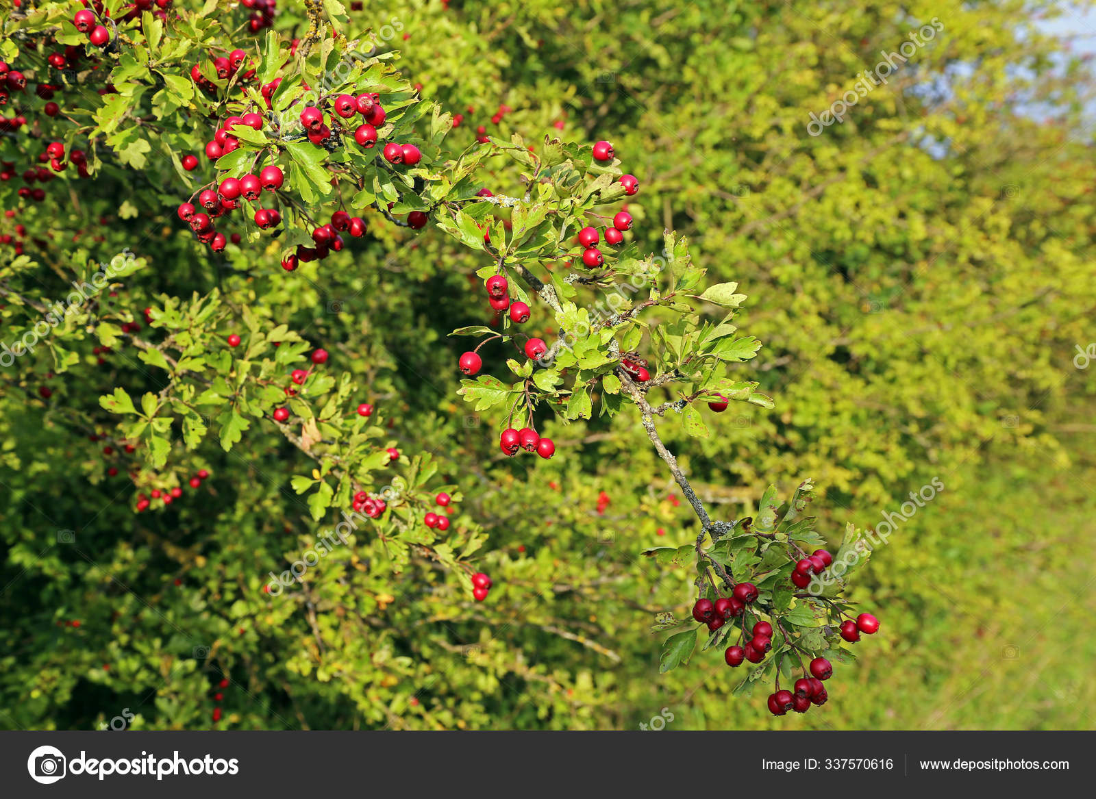 Fruits Common Hawthorn Crataegus Monogyna Stock Photo by ...