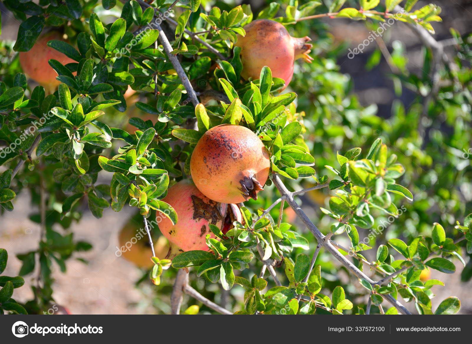Pomegranate Tree Leaves