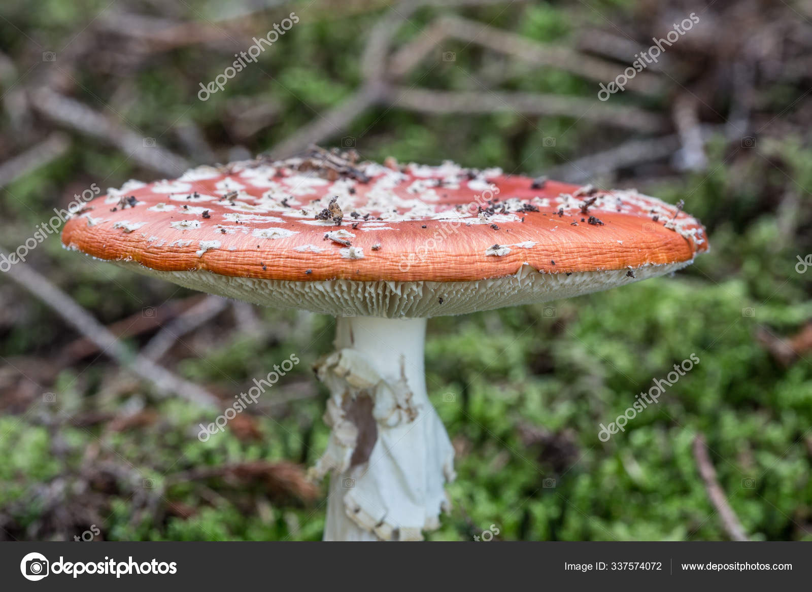 Toadstool Coniferous Forest — Stock Photo © PantherMediaSeller #337574072