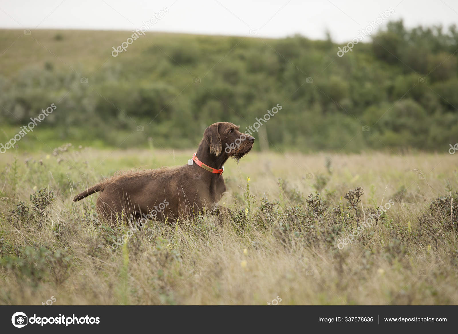 German Pudelpointer Attentive Grassland Stock Photo by ...