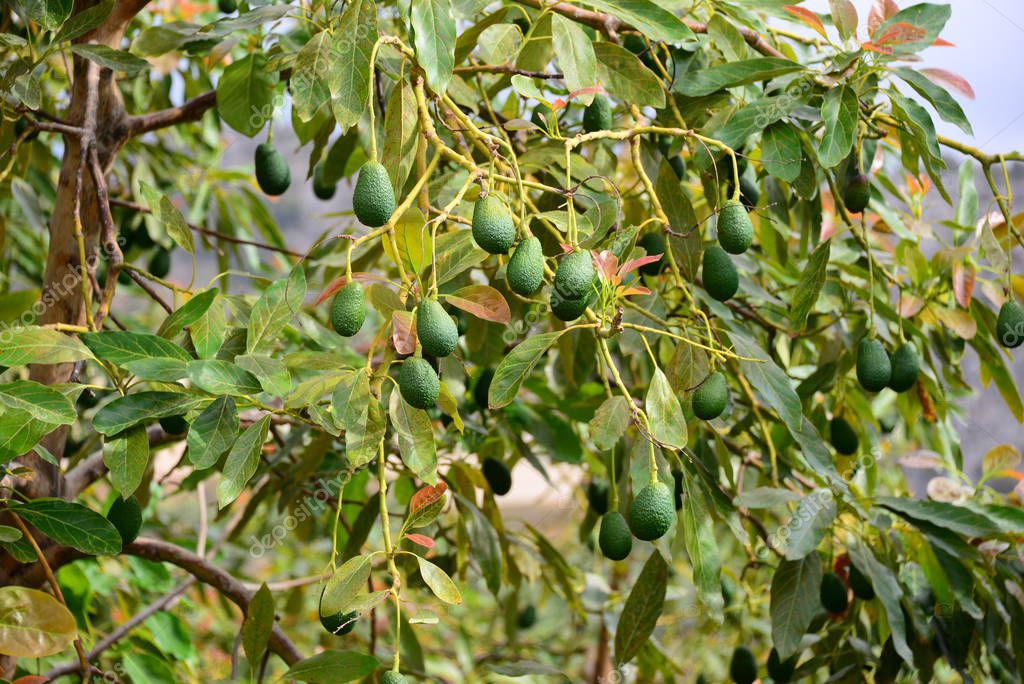 árbol de aguacate, hojas y flora 2023