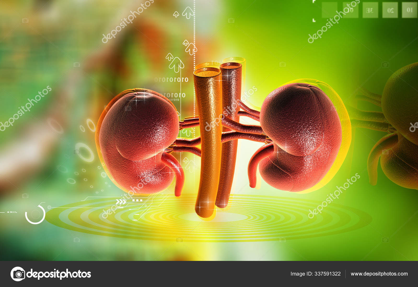 Digital Illustration Kidney Colour Background Stock Photo by ...