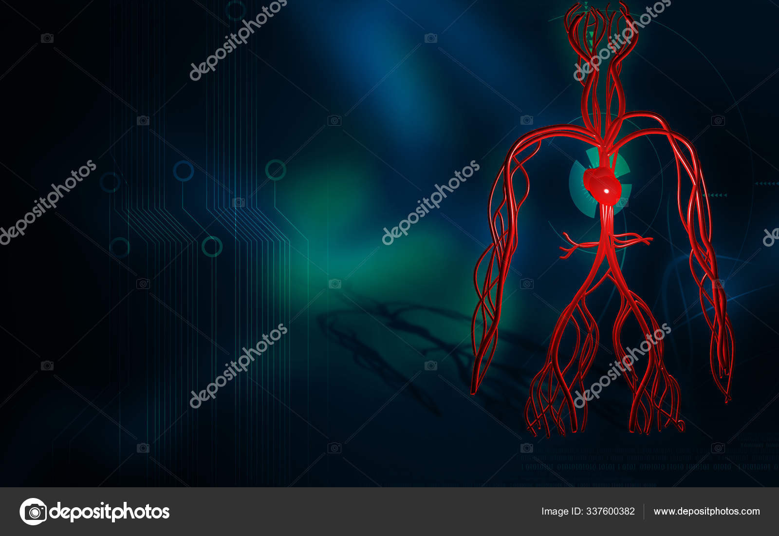 Digital Illustration Vascular System Colour Background Stock Photo by ...