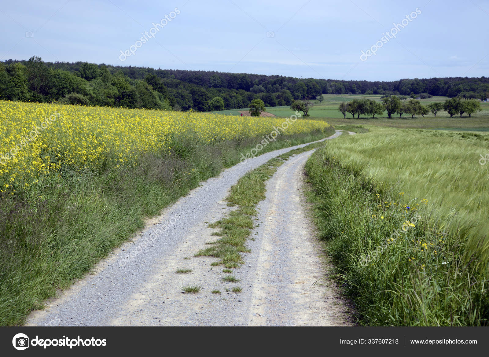 Field Path Path Field Fields Field Summer Tree Trees Bush Stock Photo ...