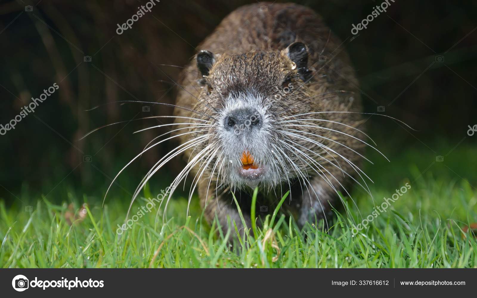Nutria Animal Rodent Mammal — Stock Photo © PantherMediaSeller #337616612