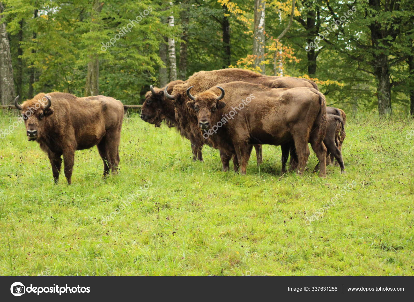 Animals Mammals Bison Bison Family Bison Forest Bison Borkener Heide ...