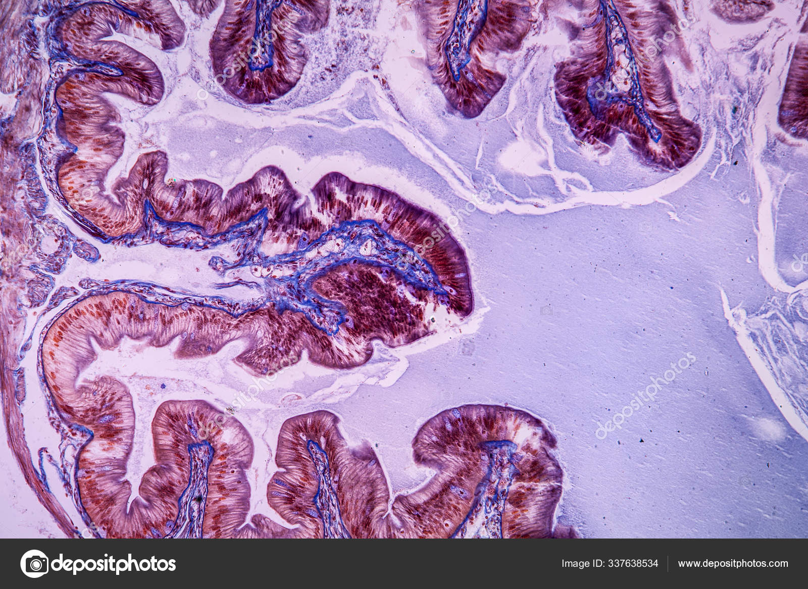 Tissue Microscope 100X — Stock Photo © PantherMediaSeller #337638534