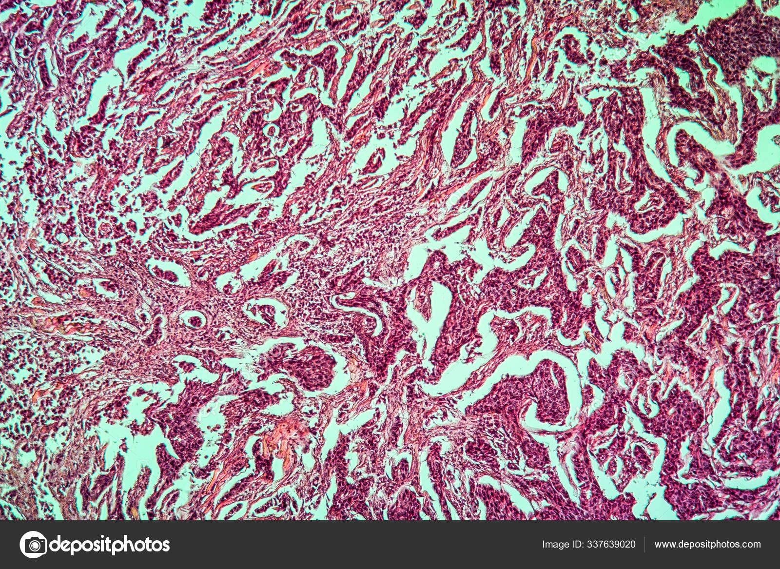 Microscopic Cells Texture Abstract Background Stock Photo by ...