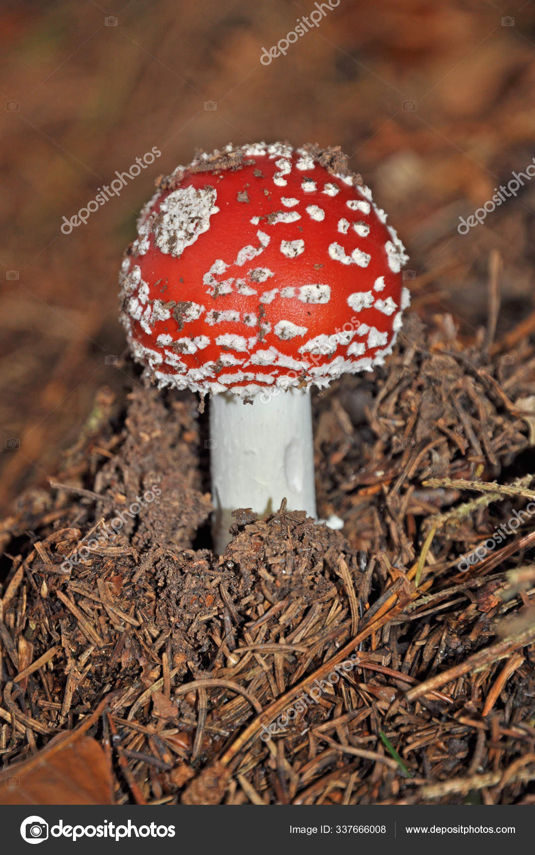 Toadstool Mushroom Poison Poisonous Toadstool Amanita Muscaria Amanita ...