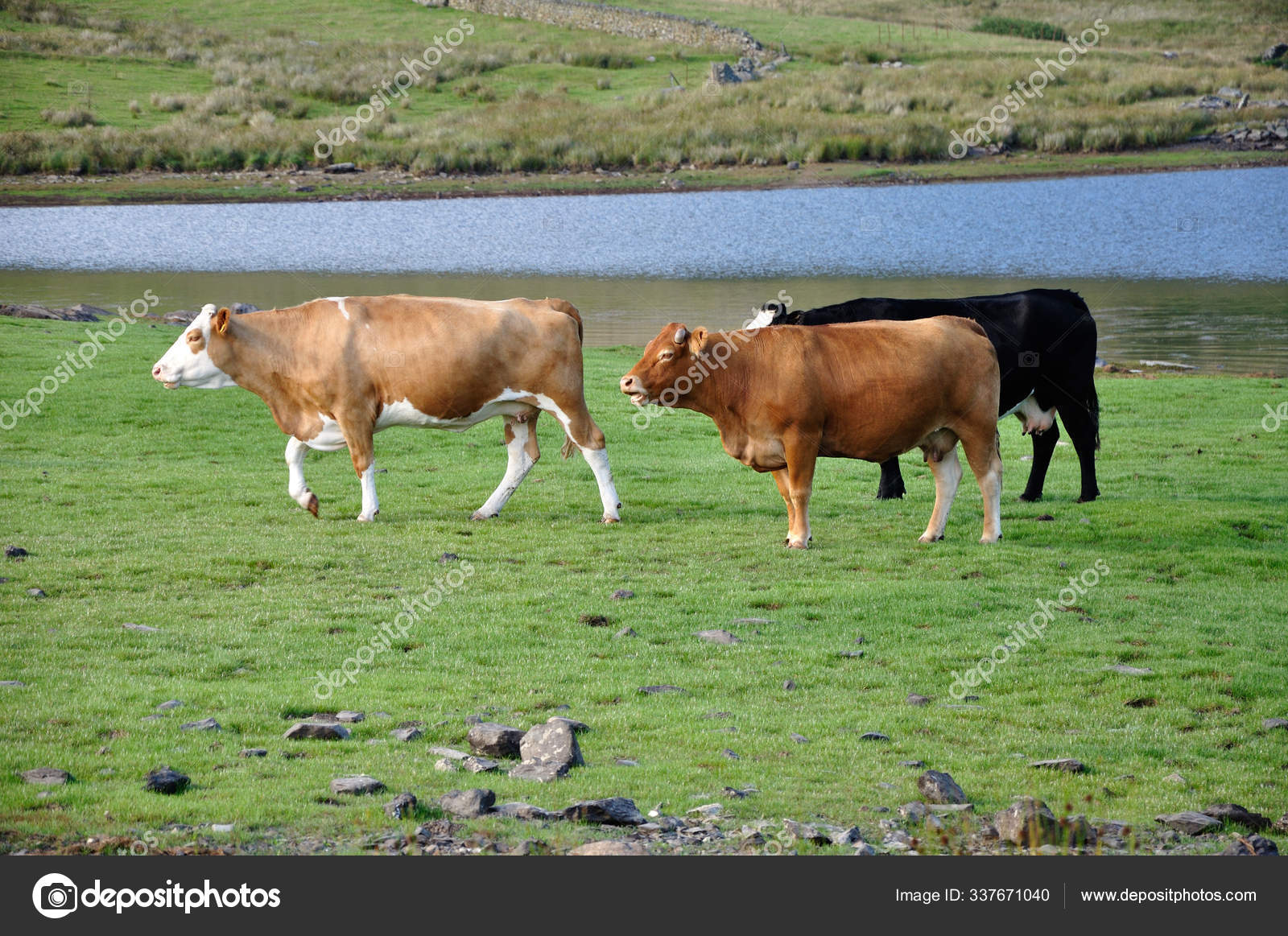 Cows Lake Llyn Cwmystradllyn Mountains Wales Porthmadog Stock Photo by ... Cows Lake Llyn Cwmystradllyn Mountains Wales Porthmadog Stock Photo by ...