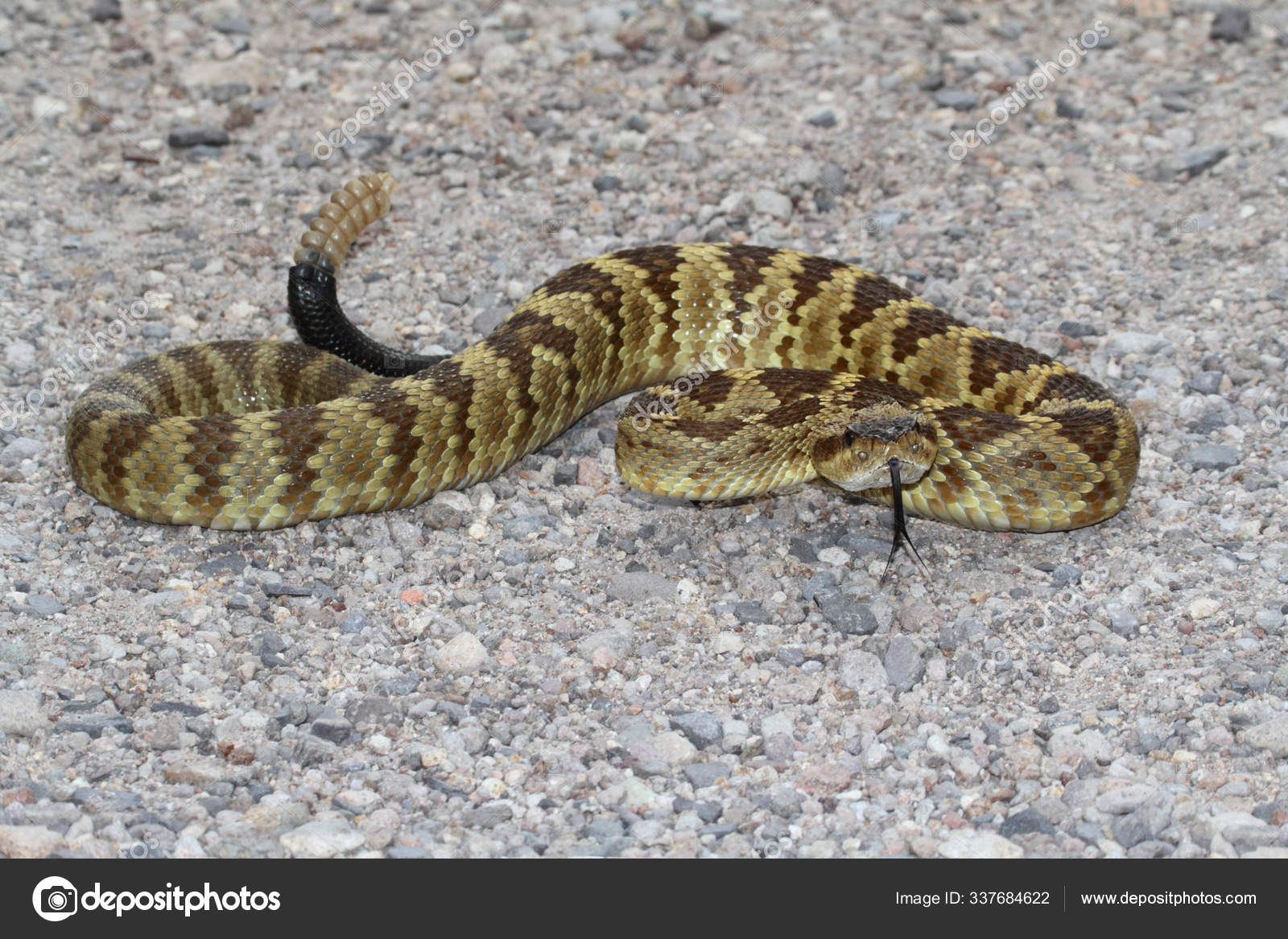 Crotalus Molossus