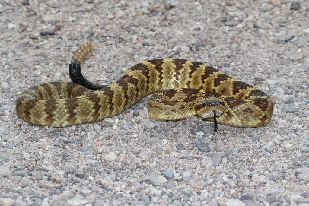 Serpiente de cascabel de cola negra (Crotalus molossus) enrollada para ...