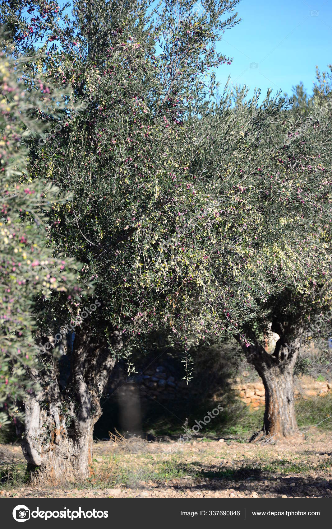 Olive Tree Nature Flora Plants Leaves — Stock Photo ... Olive Tree Nature Flora Plants Leaves — Stock Photo ...