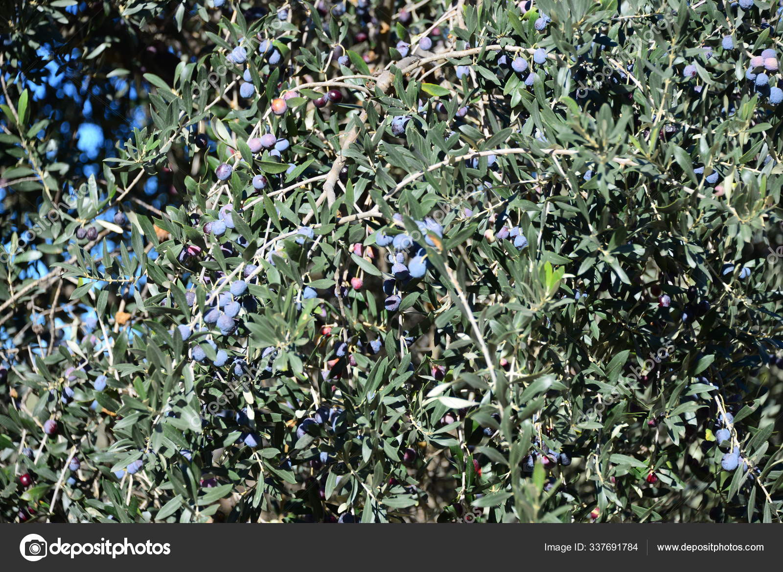Olive Tree Nature Flora Plants Leaves — Stock Photo ... Olive Tree Nature Flora Plants Leaves — Stock Photo ...
