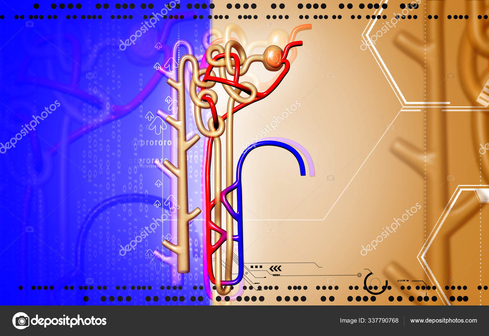 Digital Illustration Nephron Colour Background Stock Photo by ...