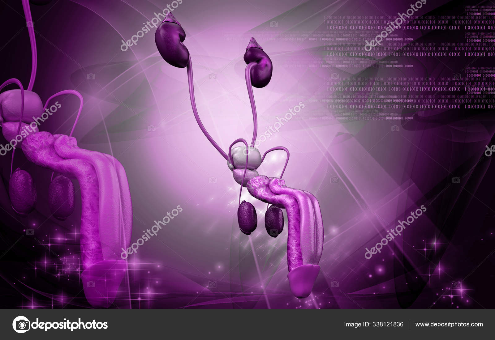 Digital Illustration Male Reproductive Organ Colour Background Stock ...