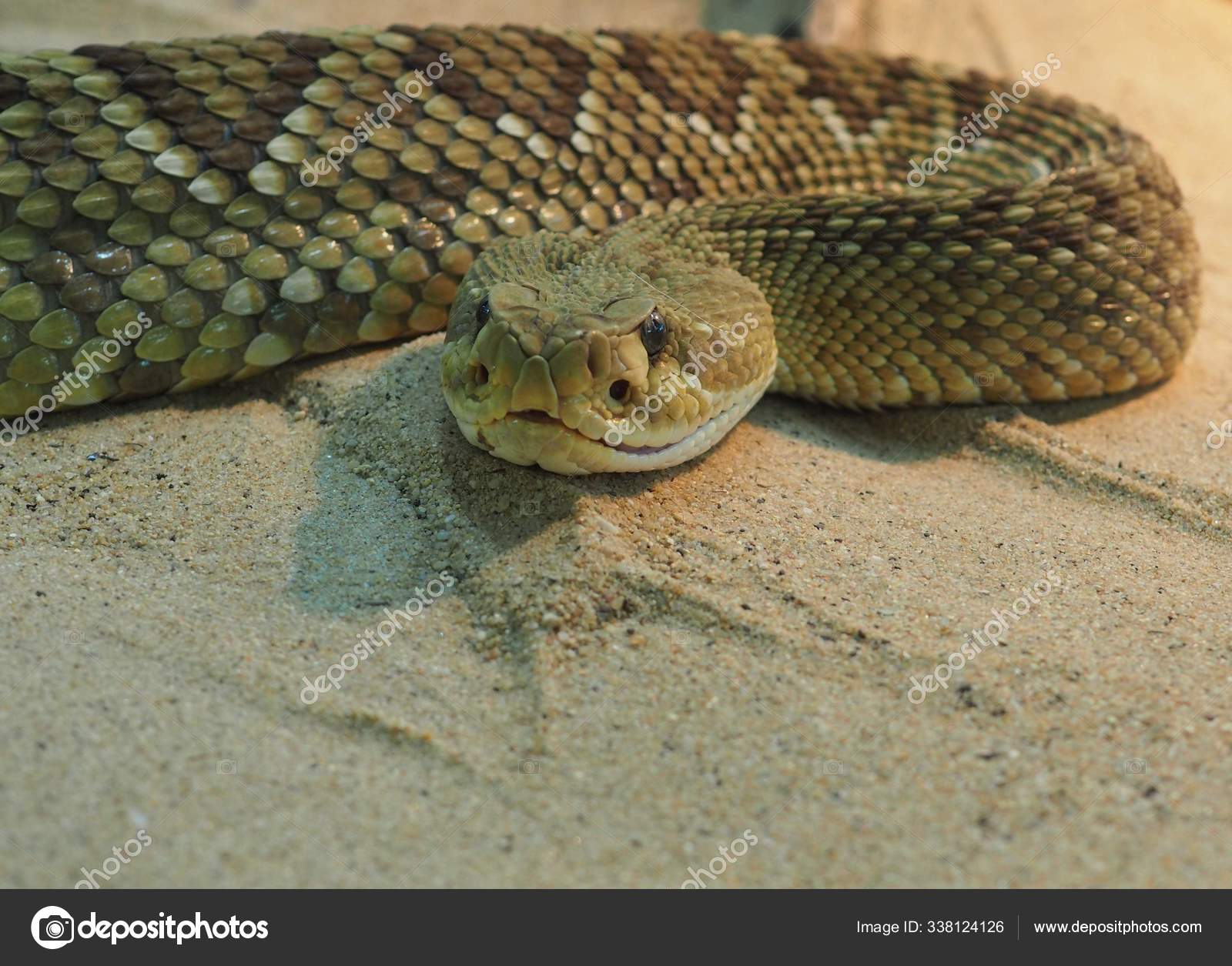 Rattlesnake Venomous Snake Animal Stock Photo by ©PantherMediaSeller ...