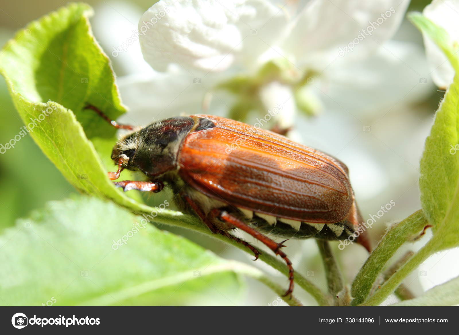 Beetle Apple Tree Stock Photo by ©PantherMediaSeller 338144096