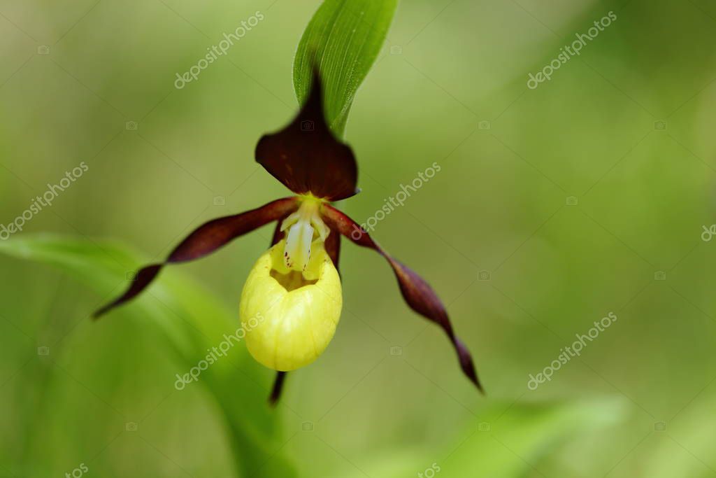 flor de orqu dea en la naturaleza 2024