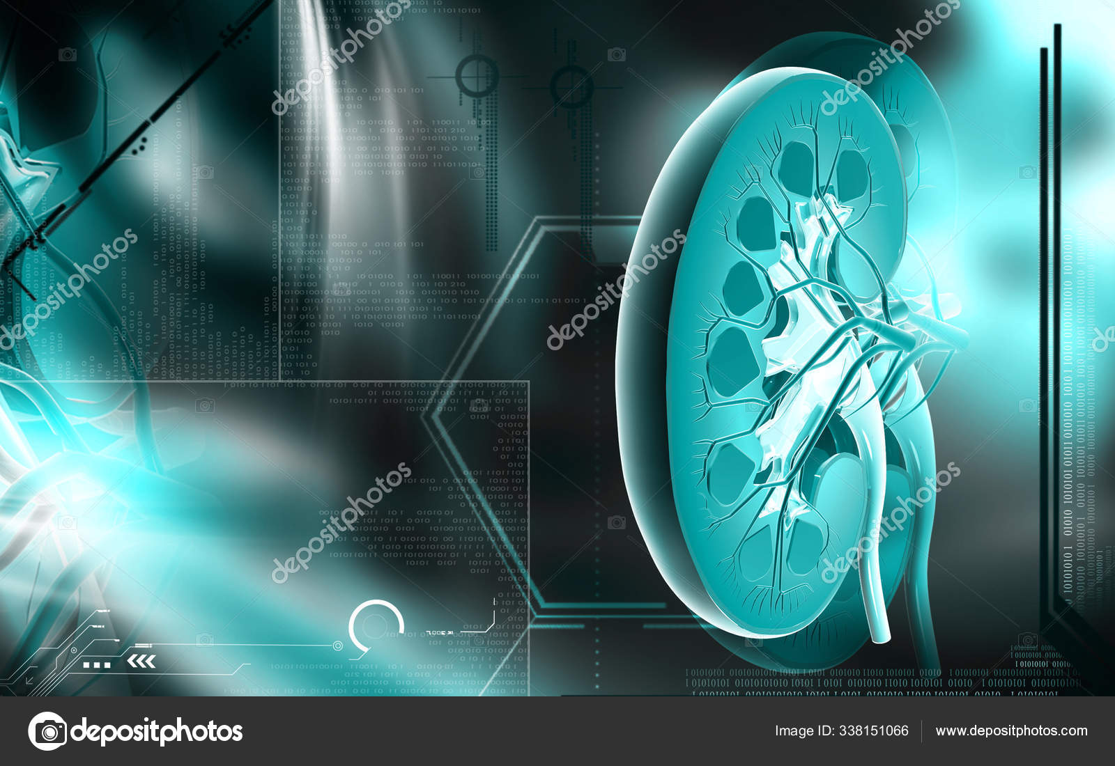 Digital Illustration Kidney Colour Background Stock Photo by ...