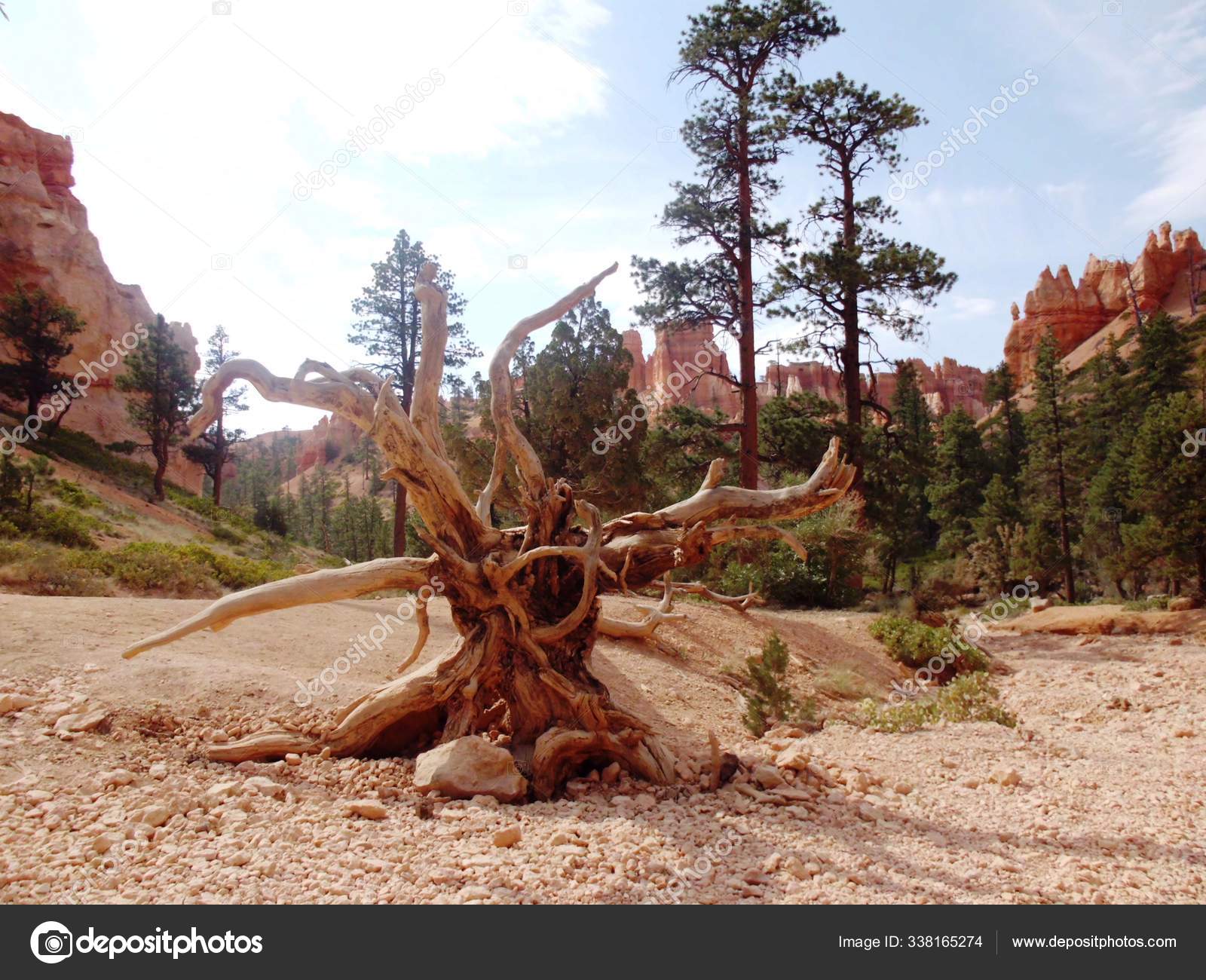 Tree Root Bryce Canyon — Stock Photo © PantherMediaSeller #338165274