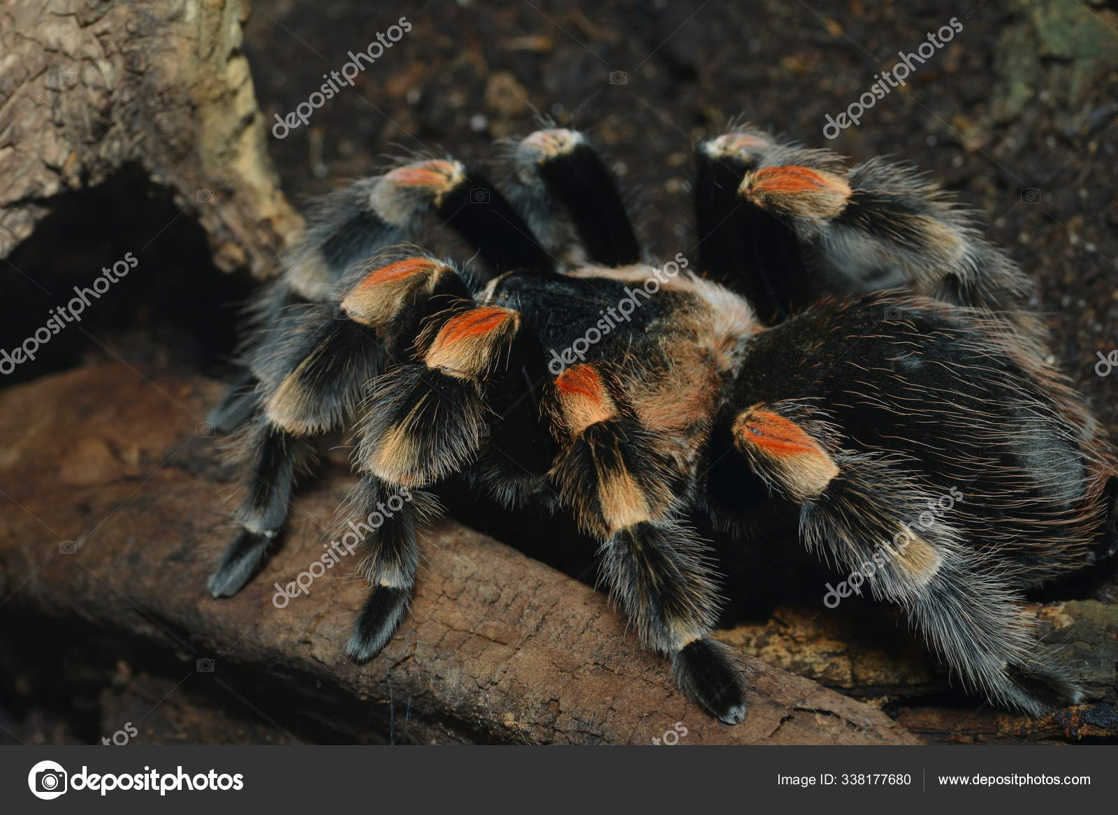 Tarantula Scary Danger Insects — Stock Photo © PantherMediaSeller ...
