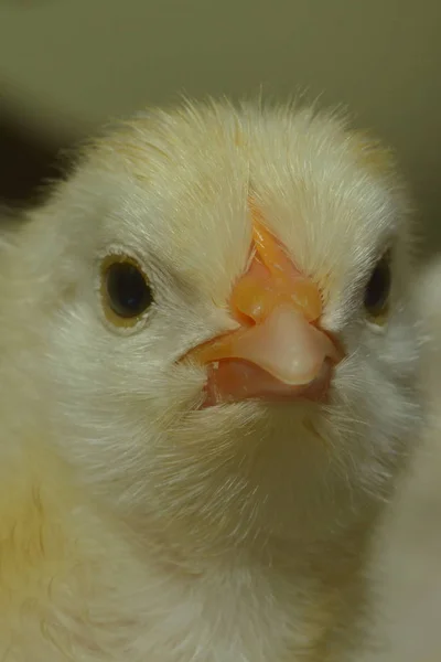 8,000,000+ imágenes de Lil mar mcchicken libres de derechos | Depositphotos