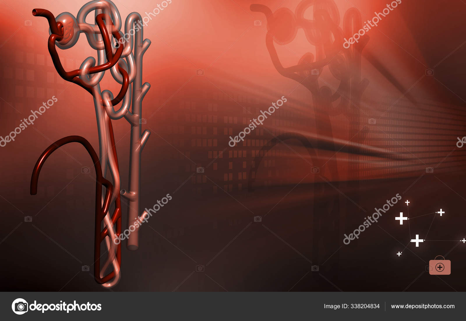 Digital Illustration Nephron Colour Background Stock Photo by ...