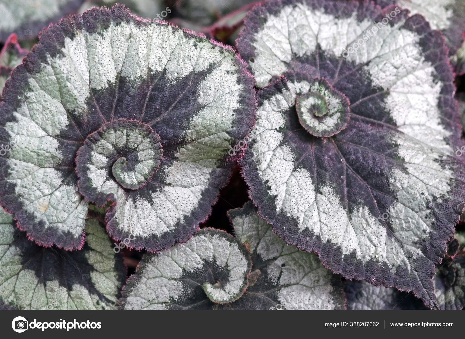 Begonia Leaves Drawing