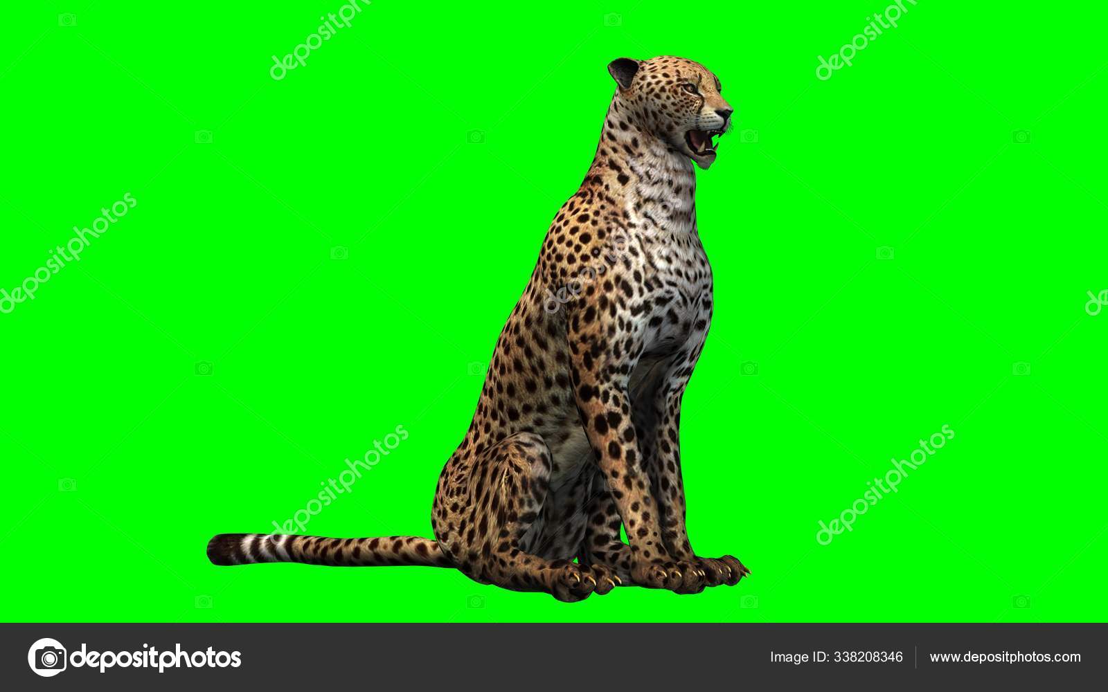 Cheetah Green Background — Stock Photo © PantherMediaSeller #338208346