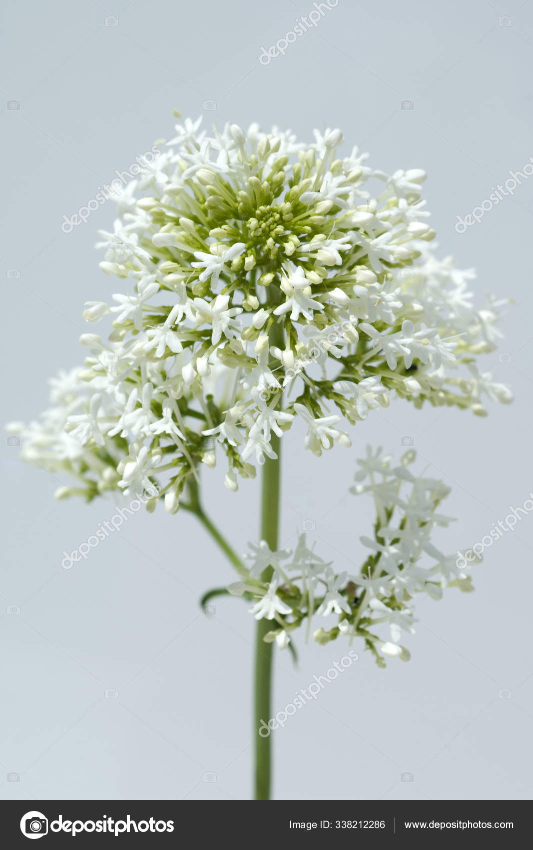 Spornblume Centranthus Ruber Alba Albus Stock Photo by ...