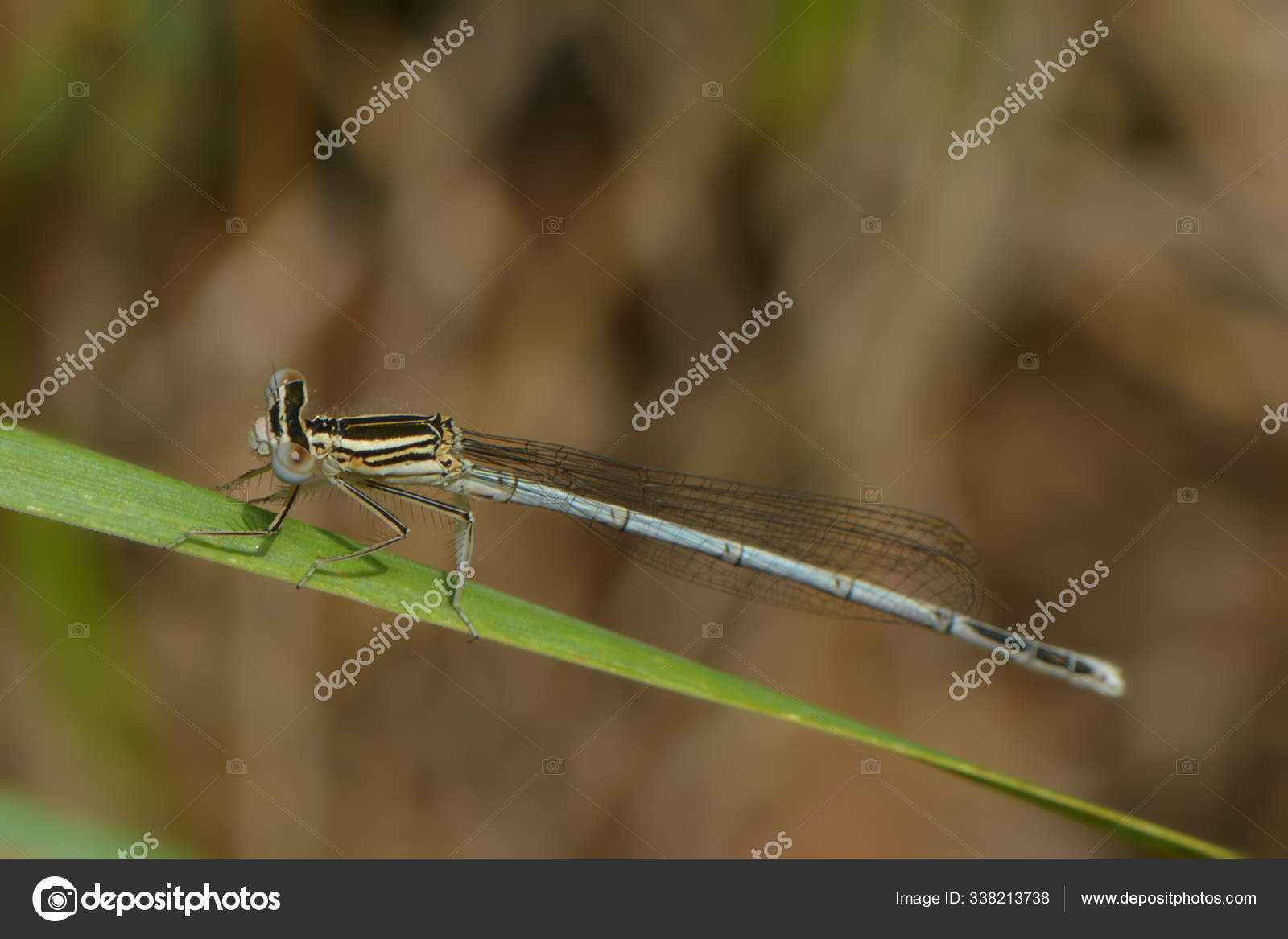 Entomology Odonata Dragonfly Insect — Stock Photo © PantherMediaSeller ...