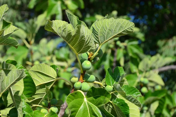 Indian fig tree Stock Photos, Royalty Free Indian fig tree Images ...