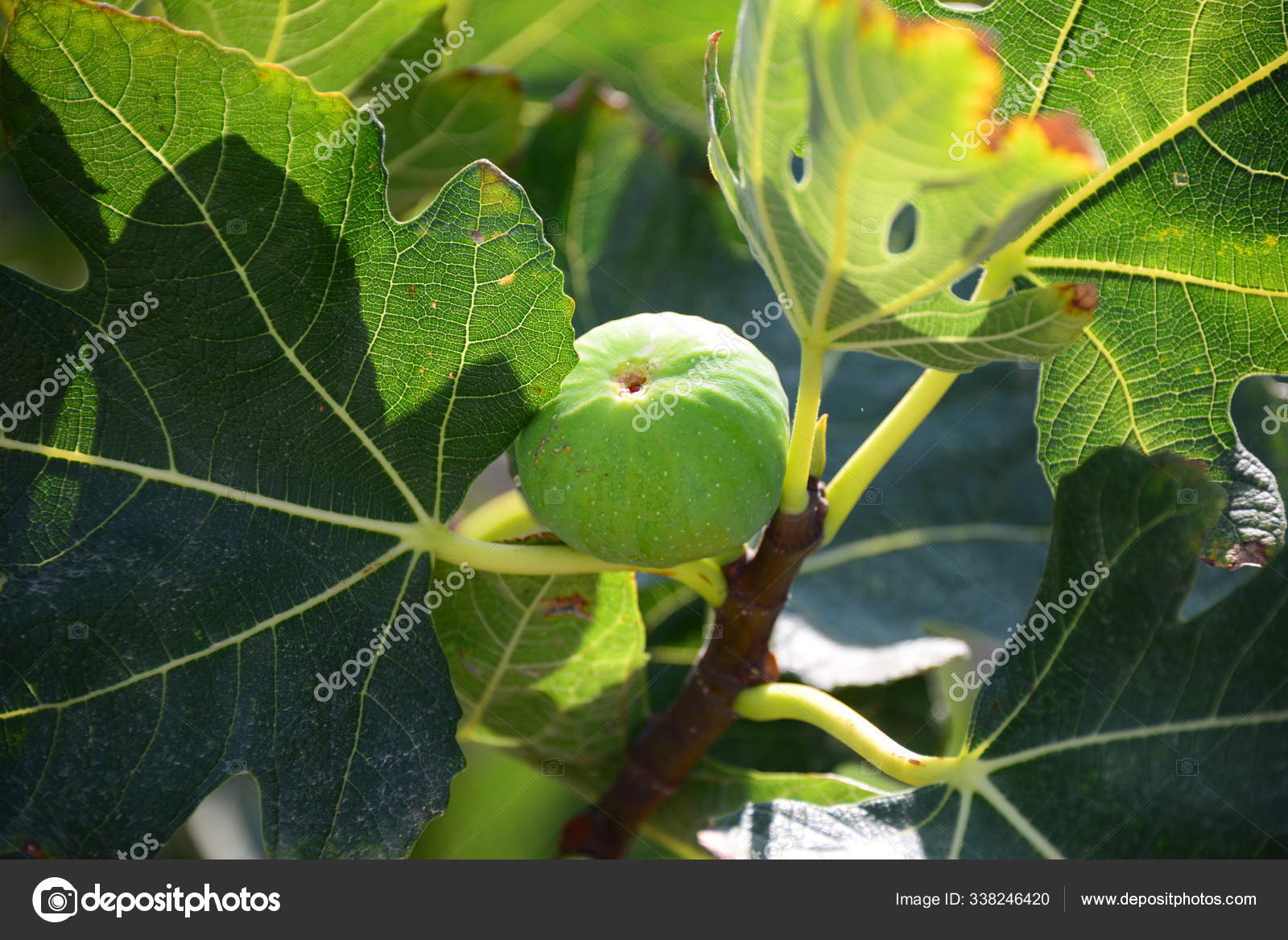 Figs Trees Fruits Tree Stock Photo by ©PantherMediaSeller 338246420