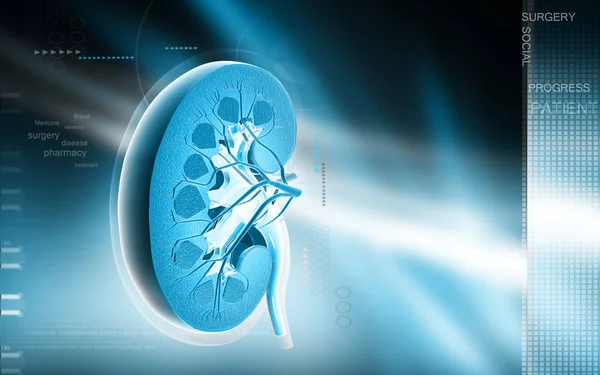 Digital illustration of kidney in color background - Stock Image ...