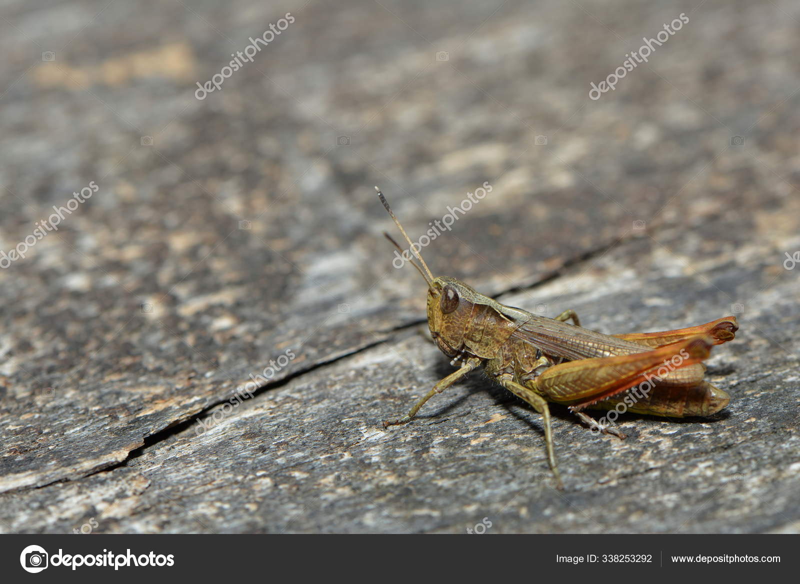 Grasshopper Insect Invertebrate Praying Bug — Stock Photo ...
