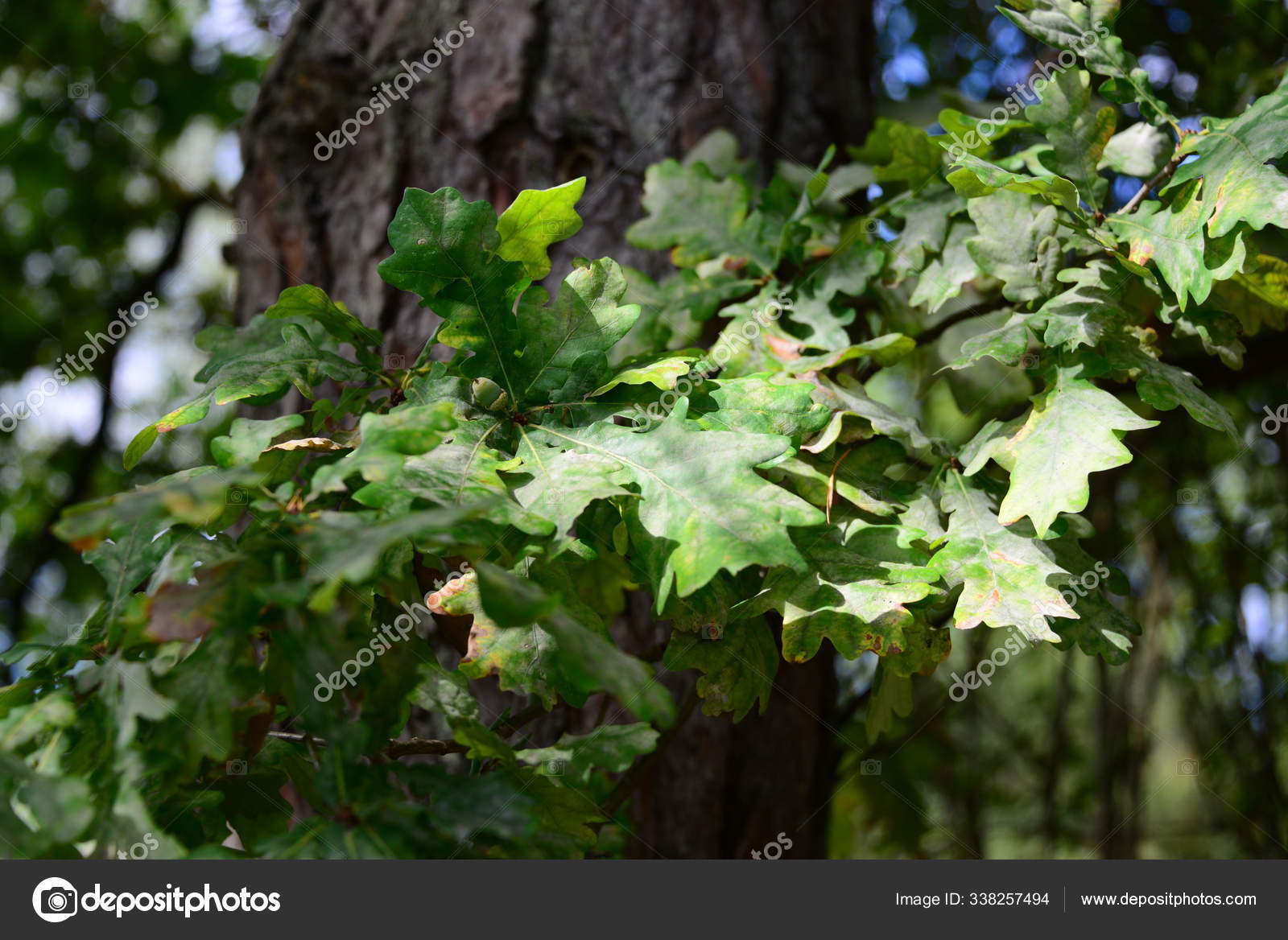 Beautiful German Forest — Stock Photo © PantherMediaSeller #338257494