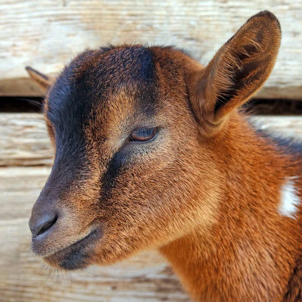 Little brown baby goat Stock Photos, Royalty Free Little brown baby ...