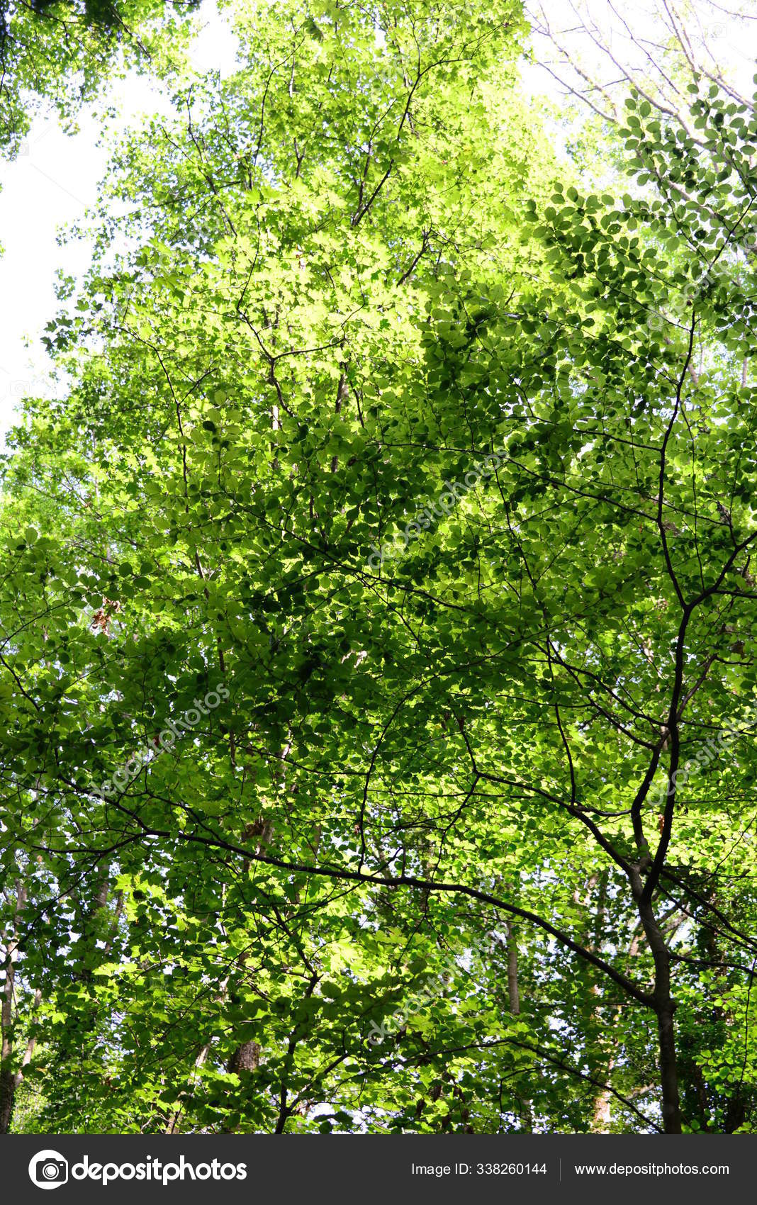 Beautiful German Forest — Stock Photo © PantherMediaSeller #338260144