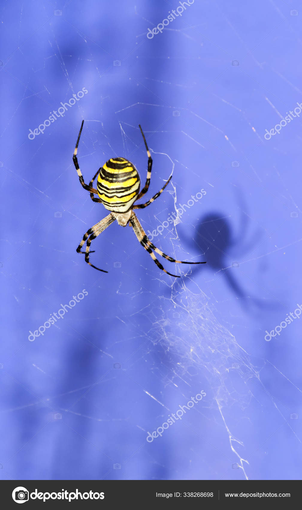 Zebra Spider Animal Scary — Stock Photo © PantherMediaSeller #338268698