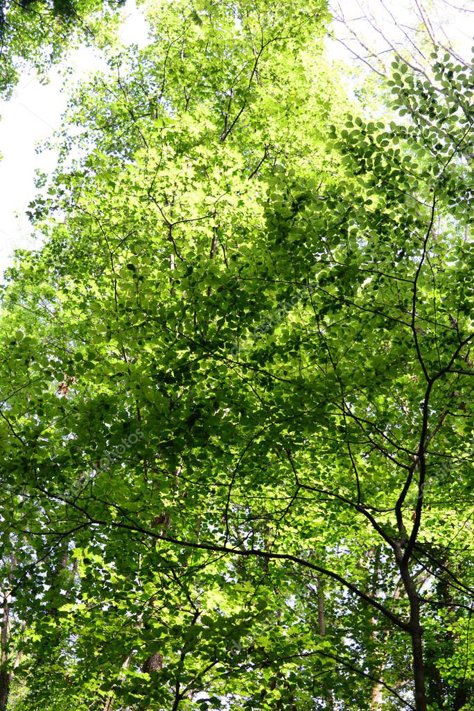 Beautiful German Forest — Stock Photo © PantherMediaSeller #338260144