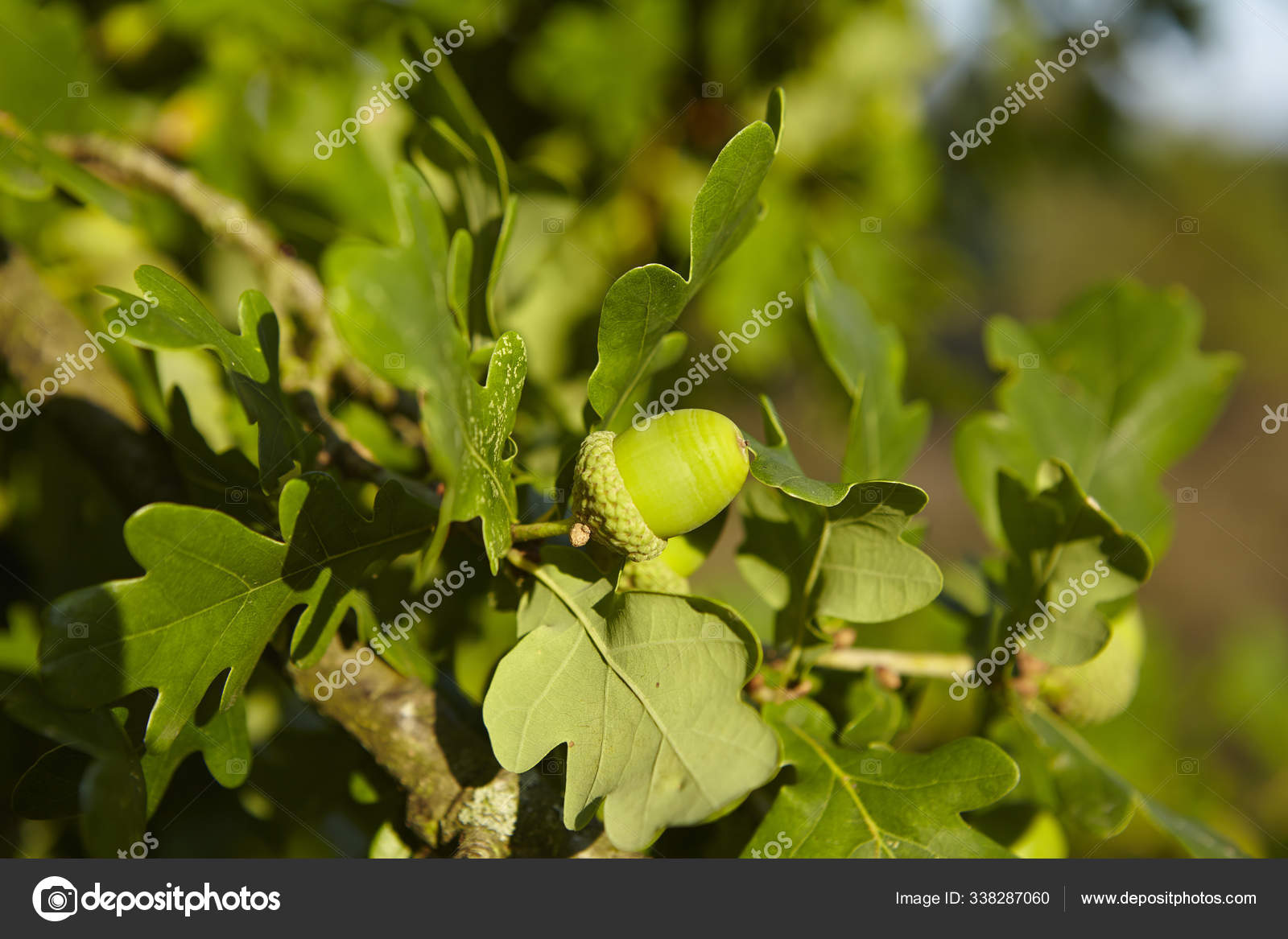 Acorns Growing Oak Tree Luneburg Heath Germany Egestorf Lower Saxony ...