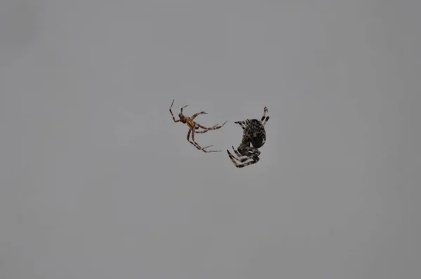 Dead spider Stock Photos, Royalty Free Dead spider Images | Depositphotos