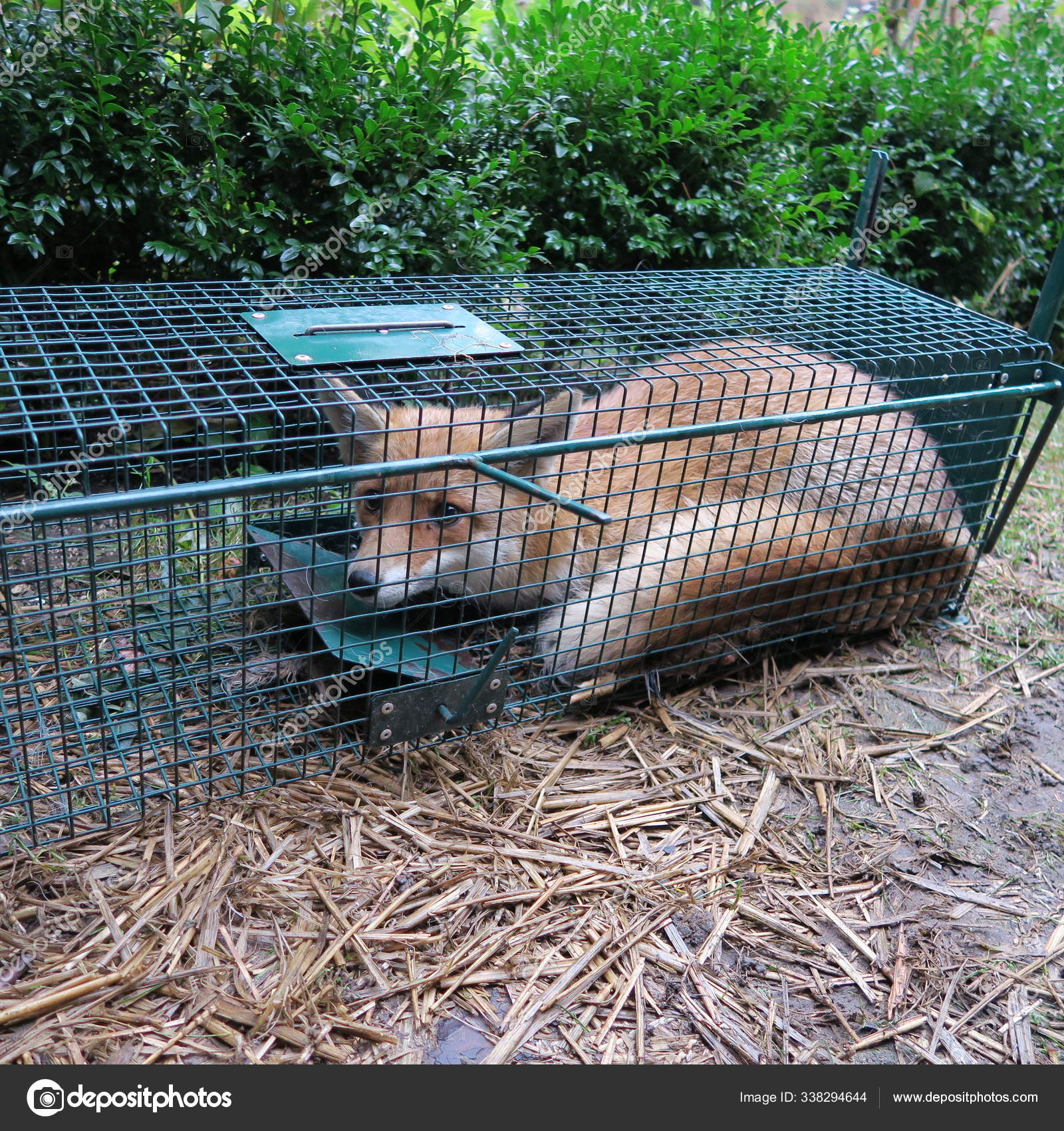 Wild Young Fox Farm Caught Box Trap — Stock Photo © PantherMediaSeller ...
