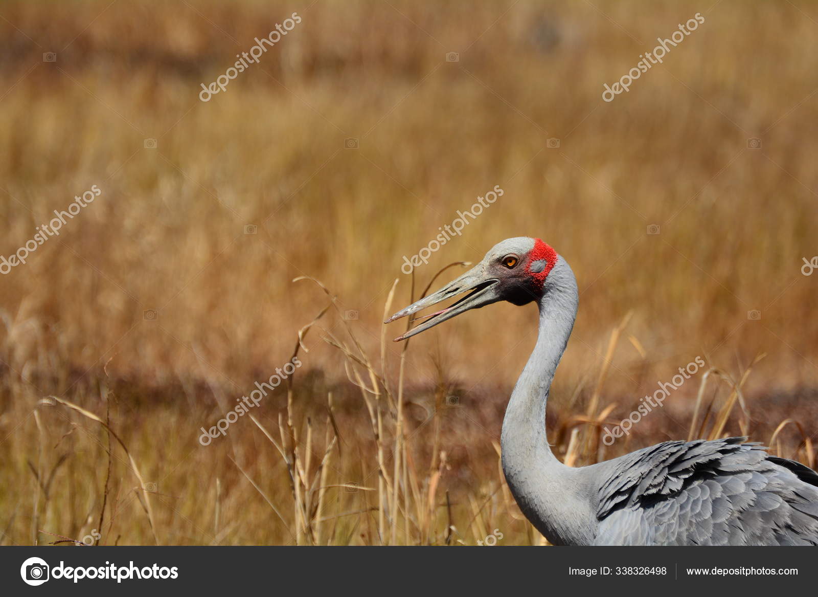 Brolga Conocida Como Grúa Australiana: fotografía de stock ...