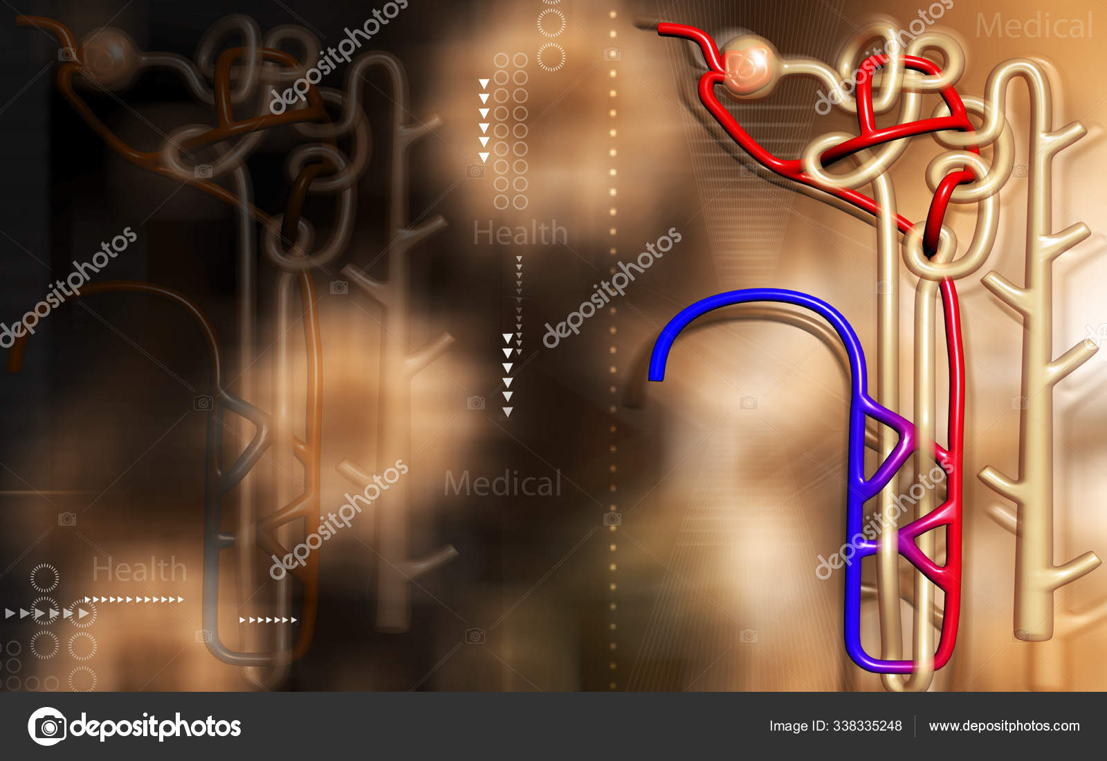 Digital Illustration Nephron Colour Background Stock Photo by ...